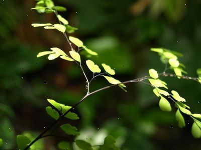 Hvordan til at udbrede en bregne – E2R