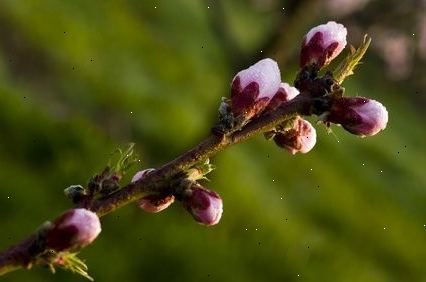 Valg og plante et fersken træ – E2R