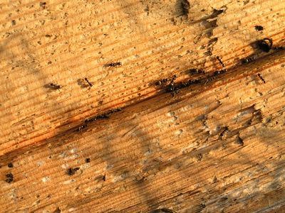 Hvordan til at dræbe insekter og myrer økologisk – E2R